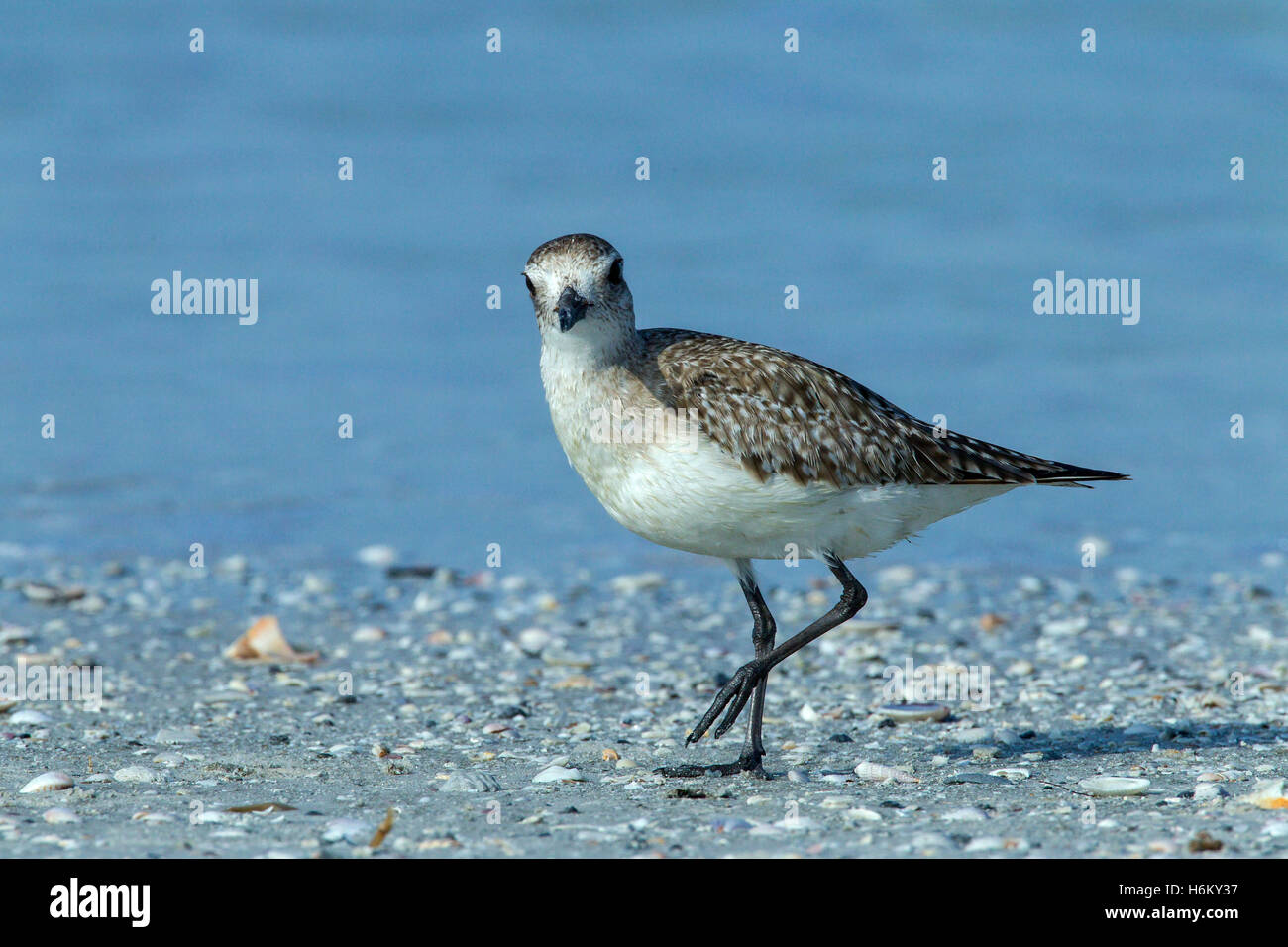 grey plover or black-bellied plover (Pluvialis squatarola) walking on ...