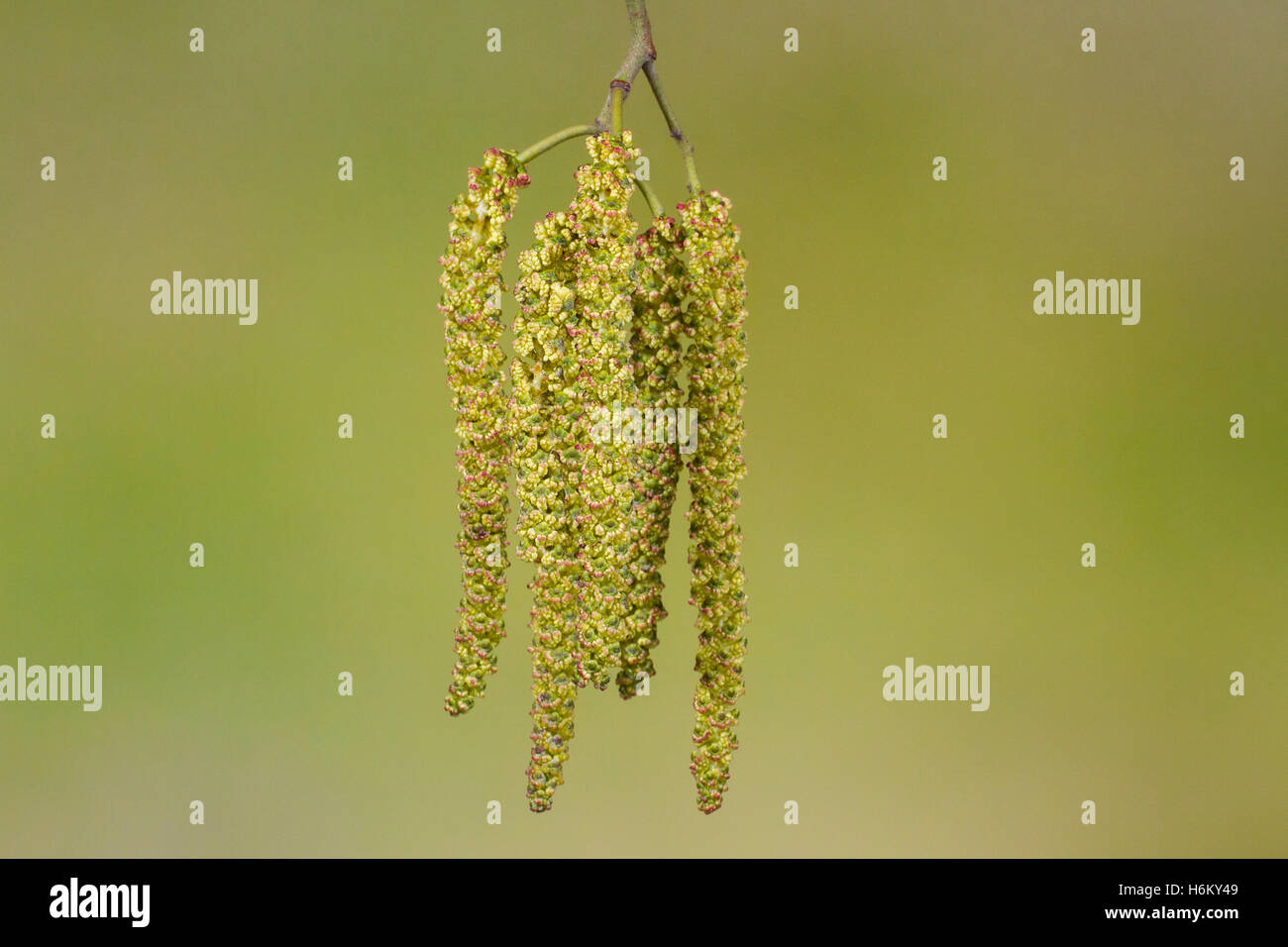 Poplar Tree Pollen High Resolution Stock Photography and Images - Alamy