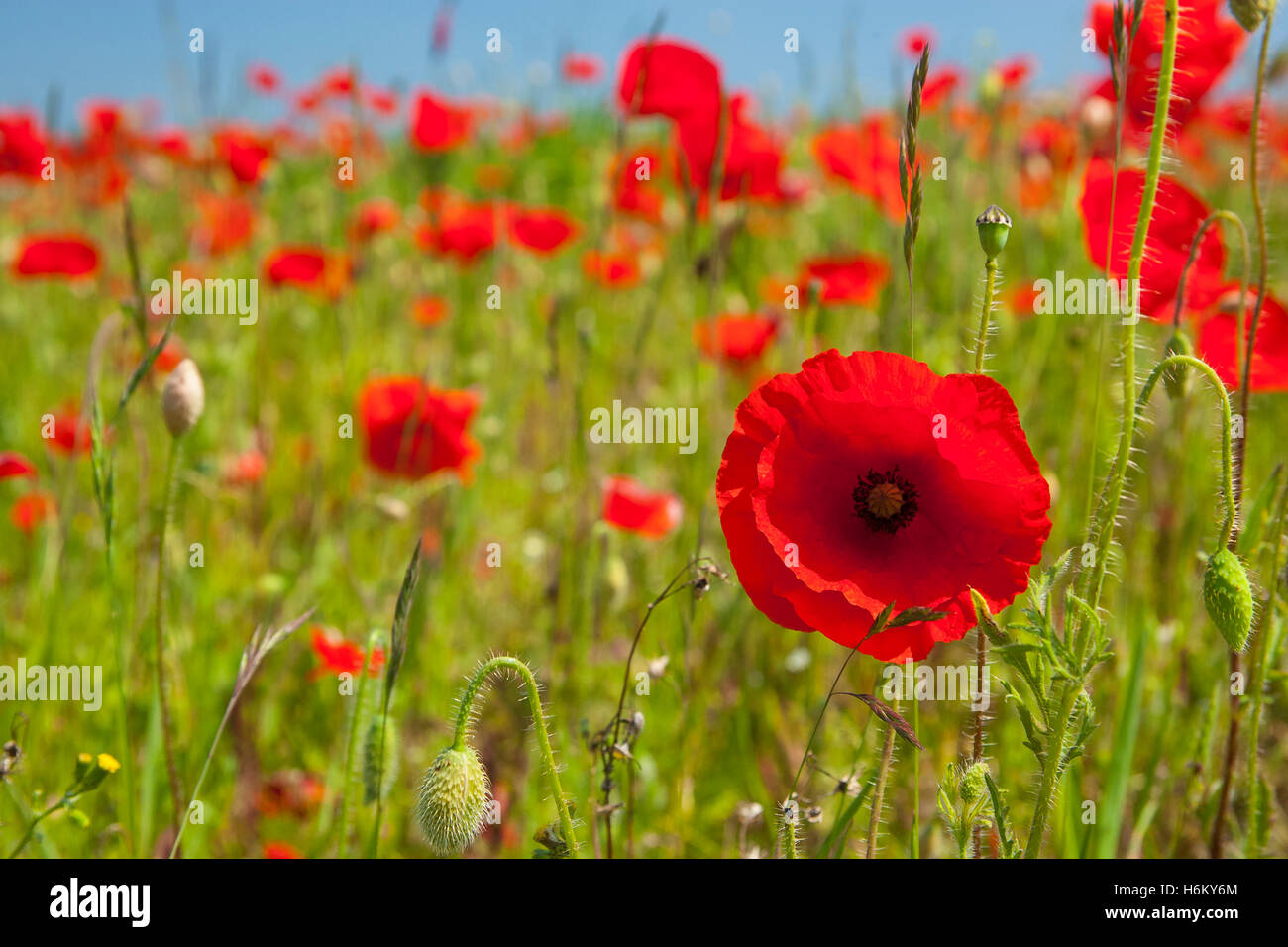 Poppy remembrance day french hi-res stock photography and images - Alamy