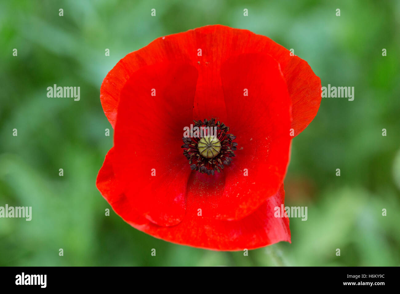 common poppy (Papsver rhoeas) close up of flower, showing detail ...