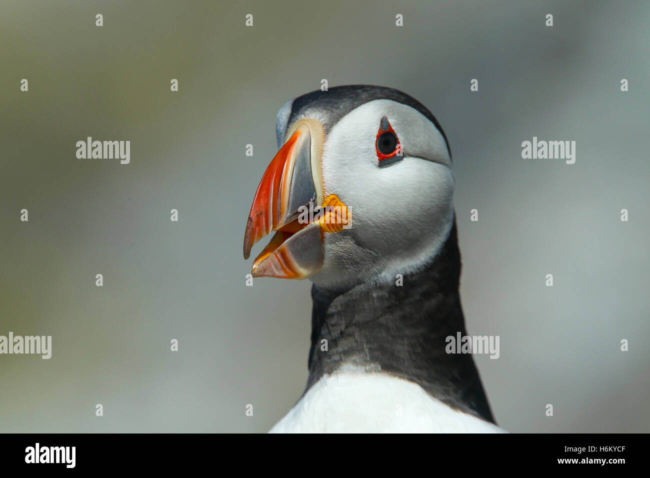 Atlantic puffin breeds hi-res stock photography and images - Alamy
