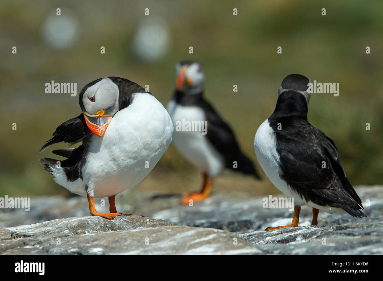 Bird colonies farne islands in hi-res stock photography and images - Alamy