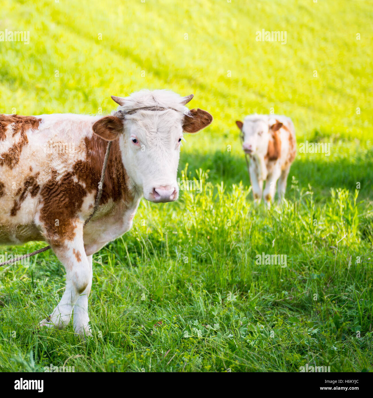 Dairy cow with calf hi-res stock photography and images - Alamy