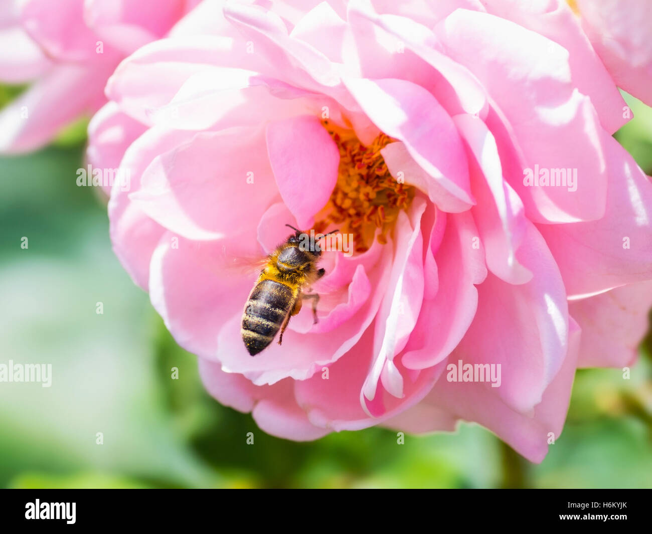 Summer rose flower bee hi-res stock photography and images - Alamy