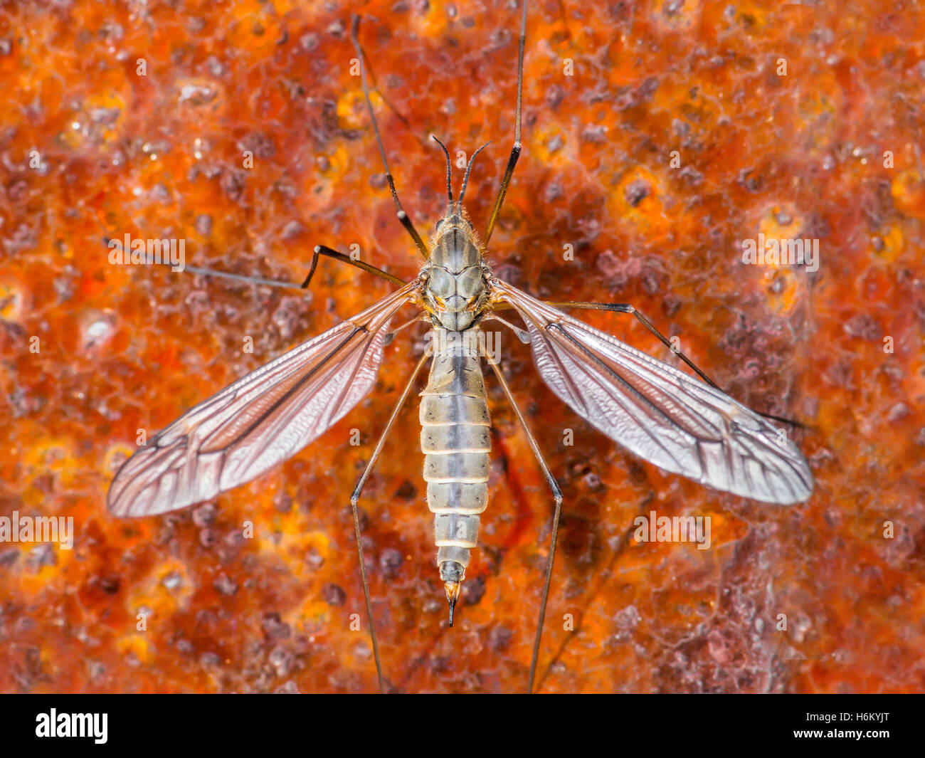 Virus hi-res stock photography and images - Alamy