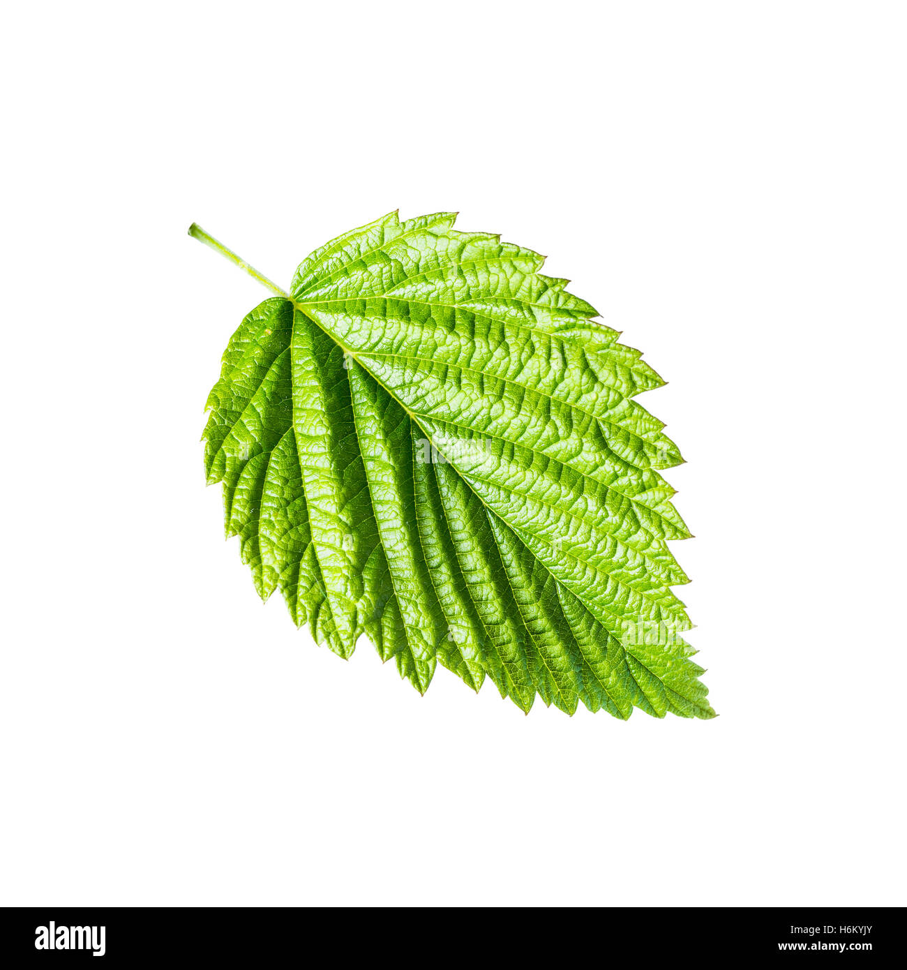 Raspberry Leaf Isolated on White Stock Photo - Alamy