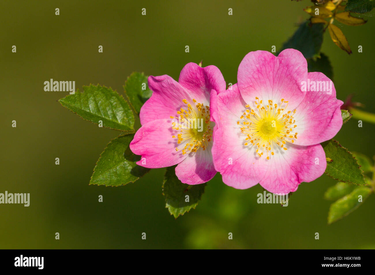 Downy rose hi-res stock photography and images - Alamy