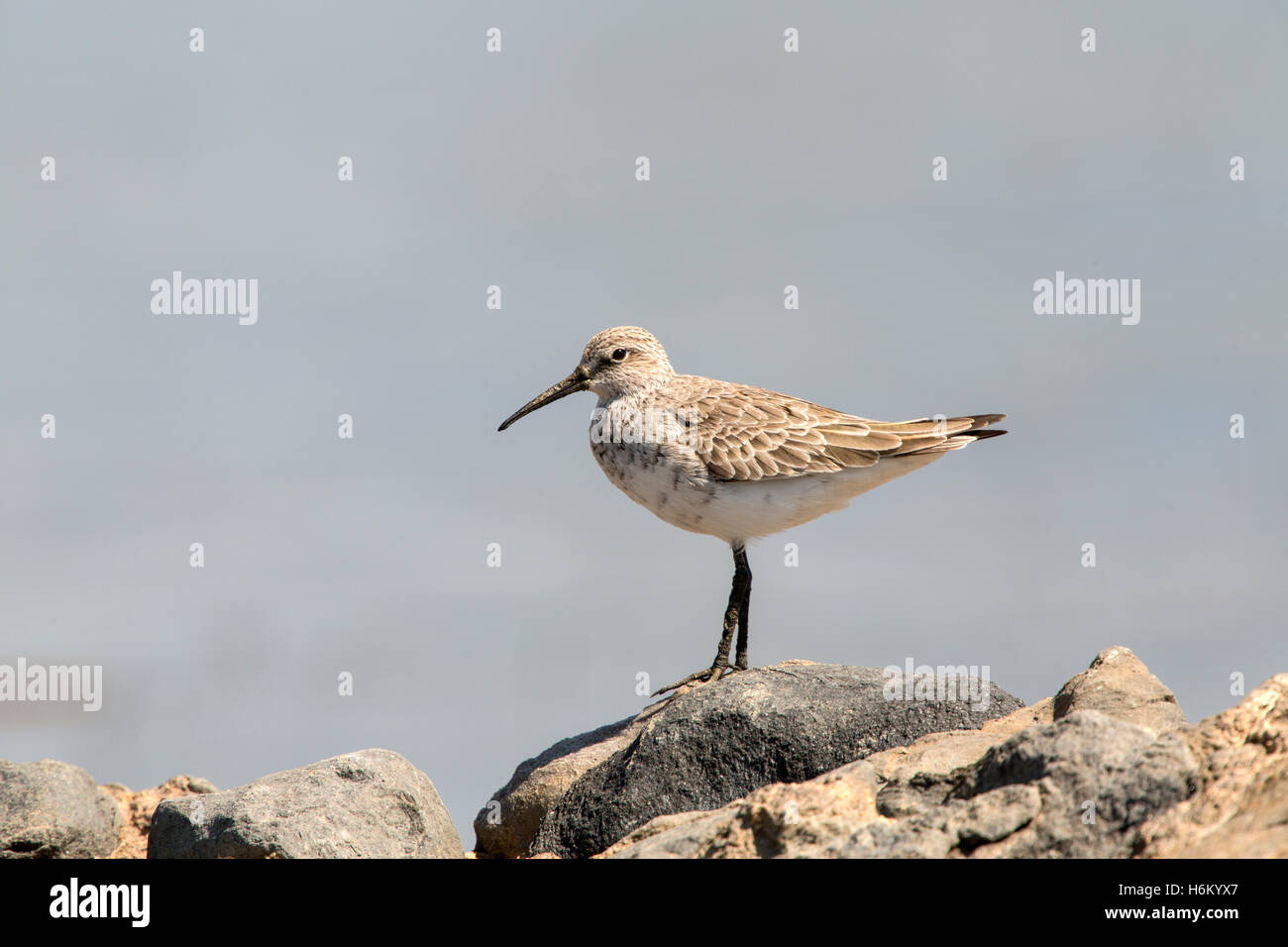 curlew sandpiper (Calidris ferruginea) standing on rock, Crete, Greece ...