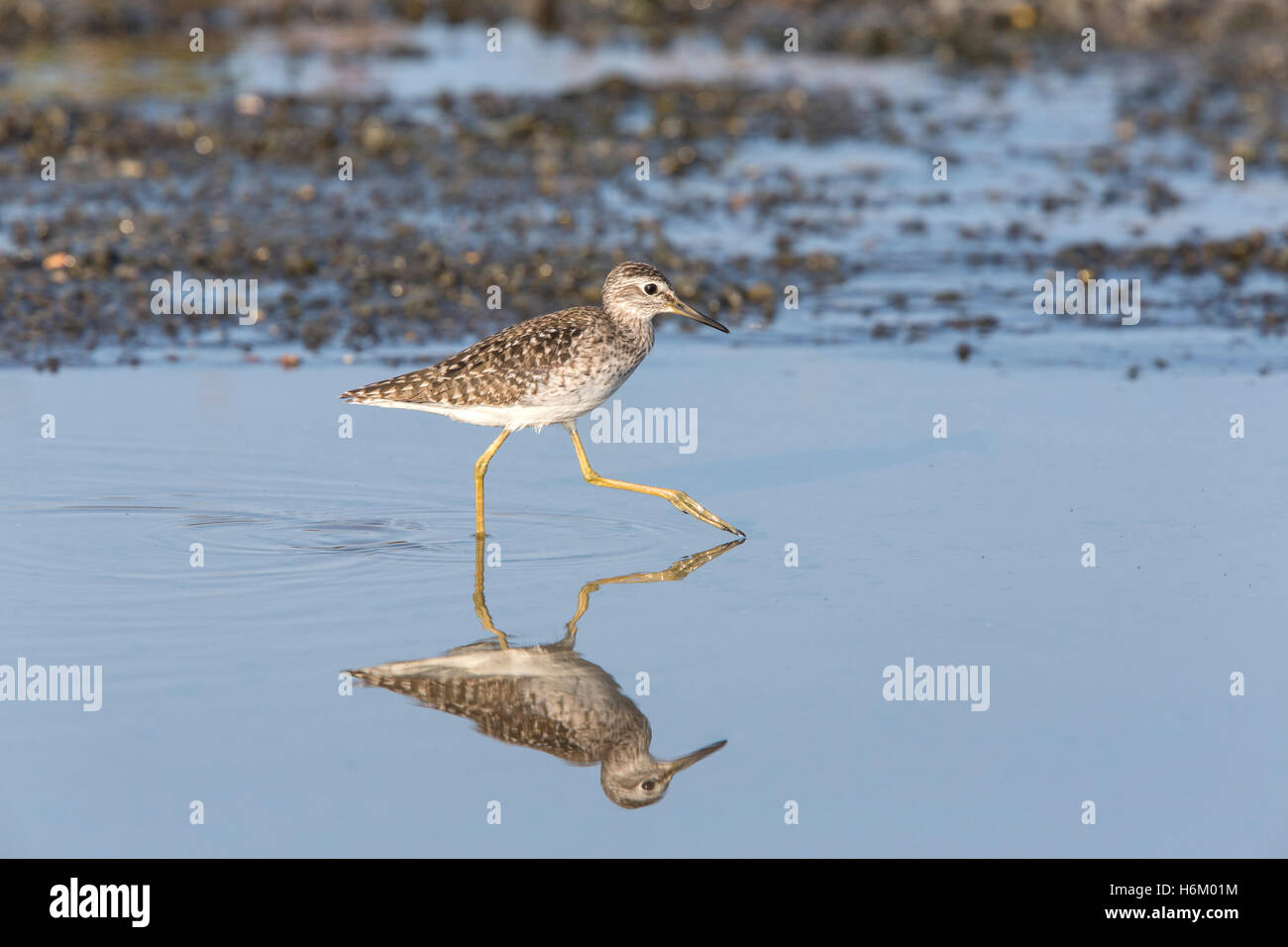 Shallow water games hi-res stock photography and images - Alamy