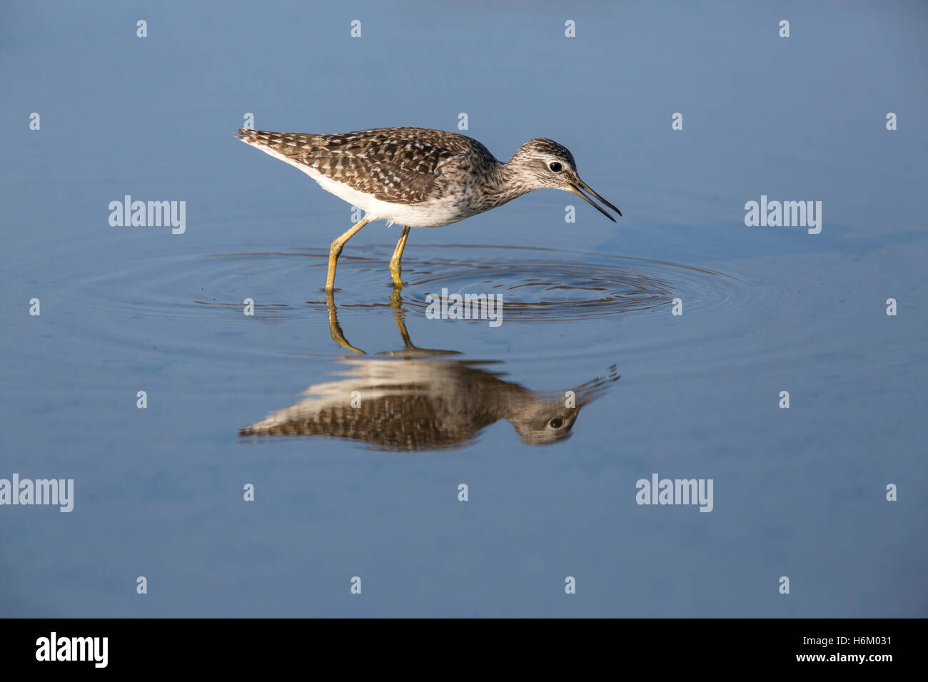 wood sandpiper (Tringa glareola) single bird feeding in shallow water ...