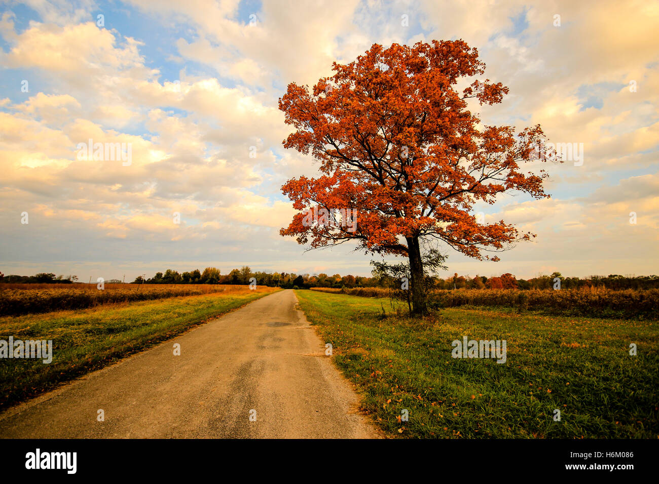 Single tree with vibrant autumn leaves in an empty road Stock Photo - Alamy