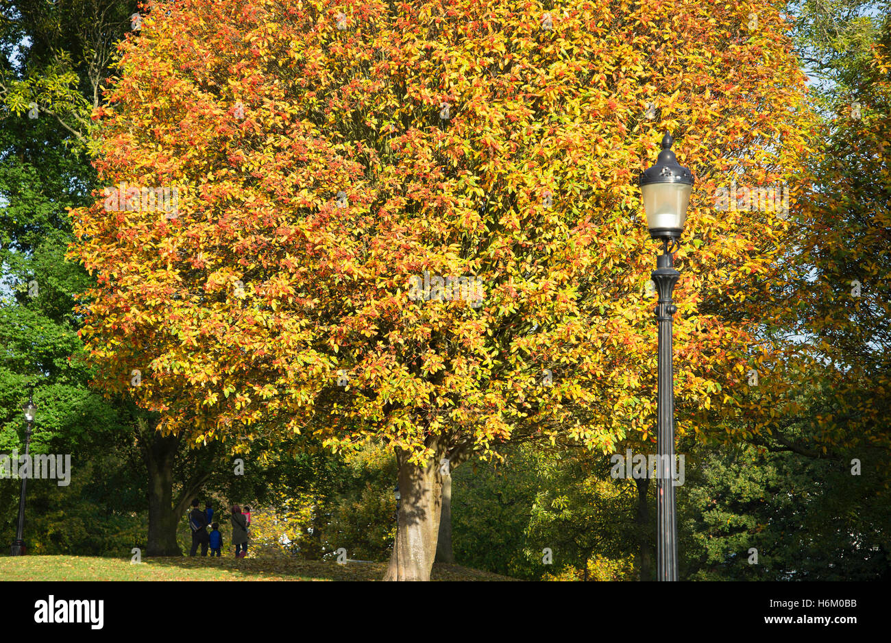 family standing under tree look at stunning beautiful bright Autumn ...