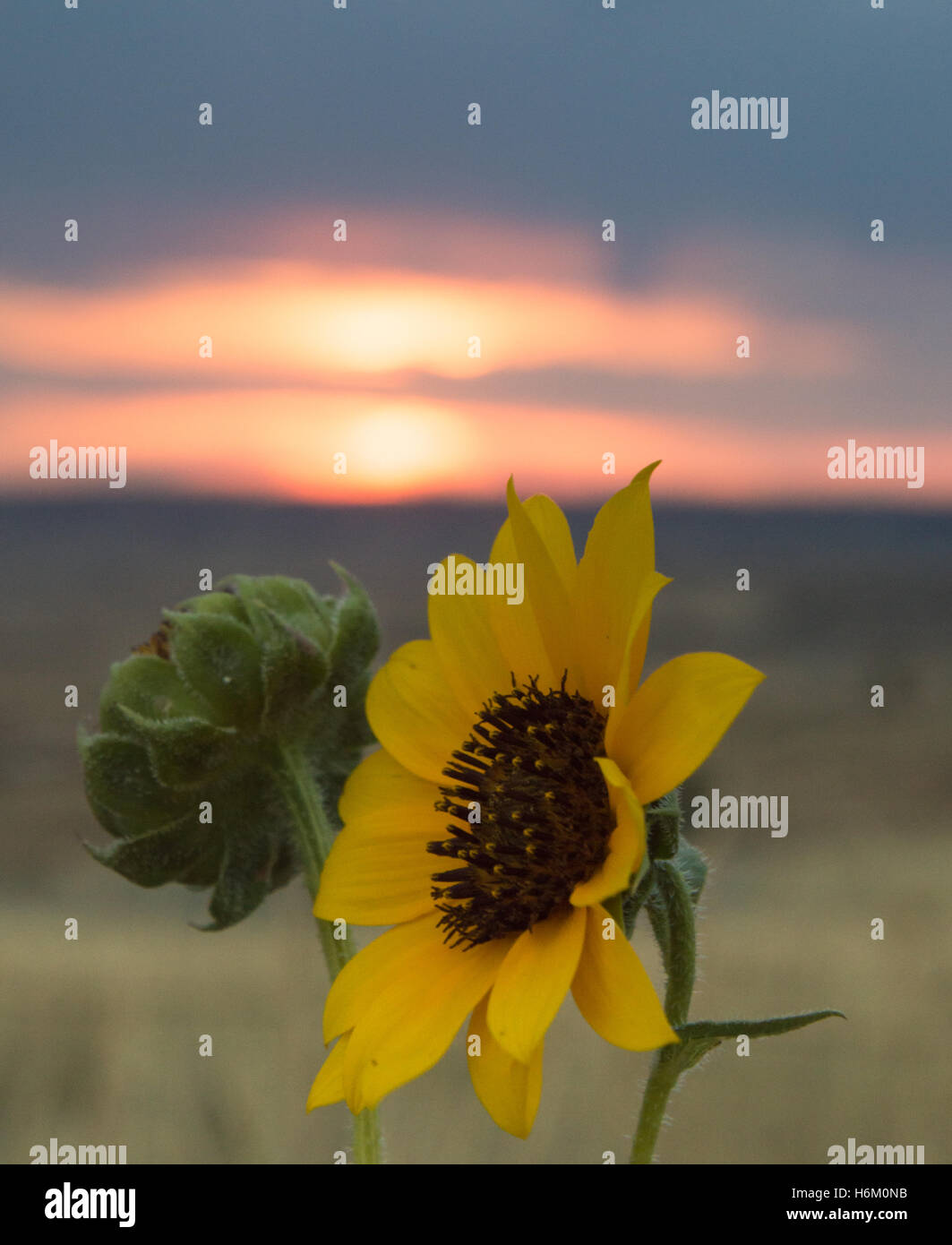 Profile of sunflower hi-res stock photography and images - Alamy