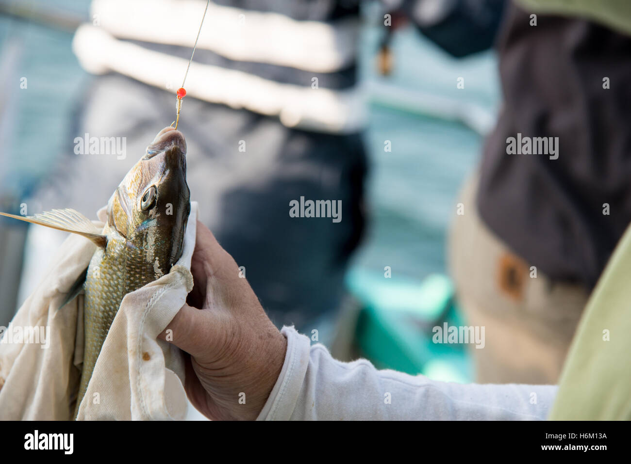 Porgie Fish Catch Stock Photo - Alamy
