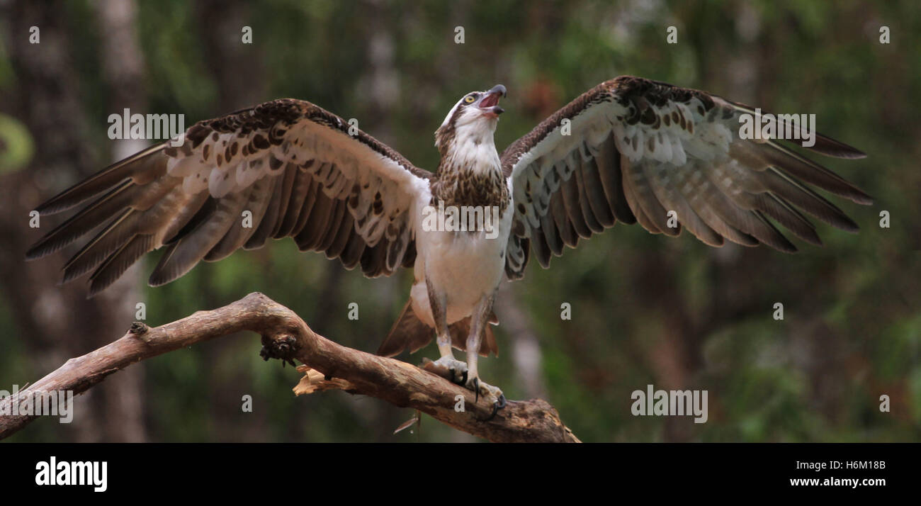 Osprey wings hi-res stock photography and images - Alamy