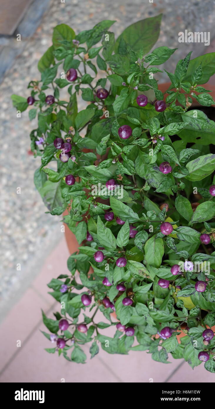 Ornamental pepper hi-res stock photography and images - Alamy