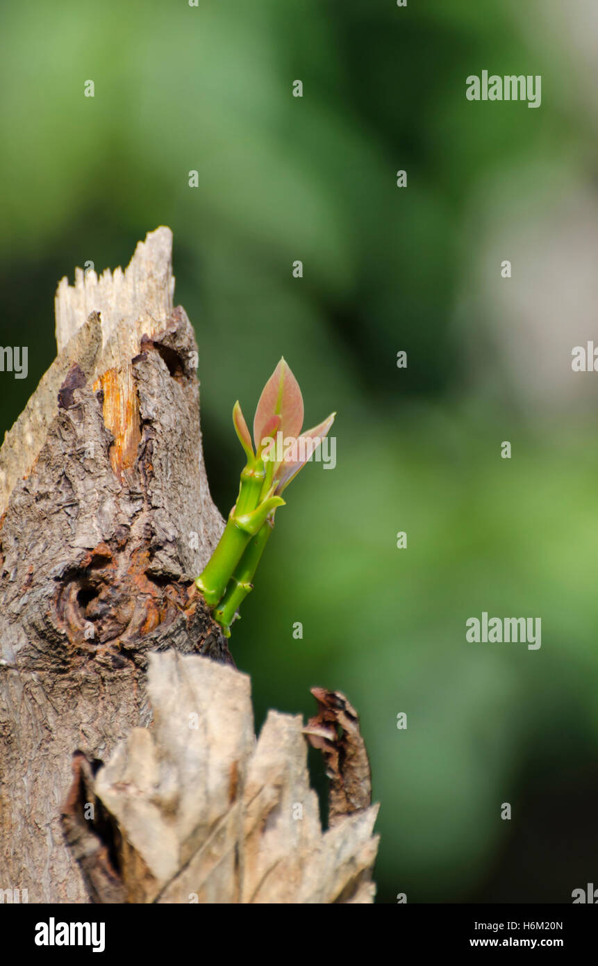 Beautiful, bright green tree regeneration in the morning Stock Photo ...