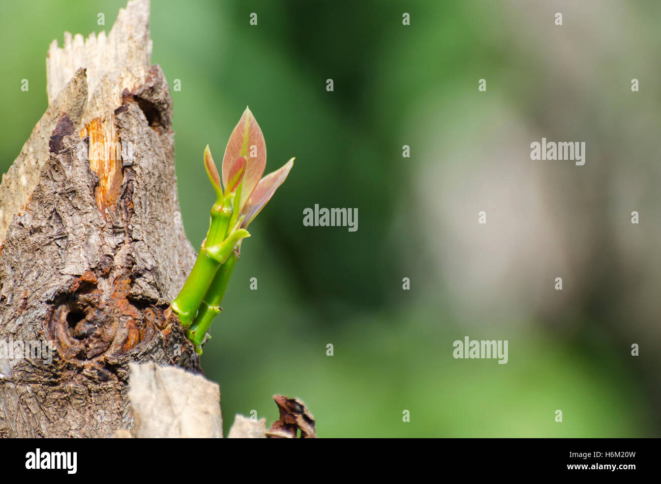 Tree Regeneration High Resolution Stock Photography and Images - Alamy