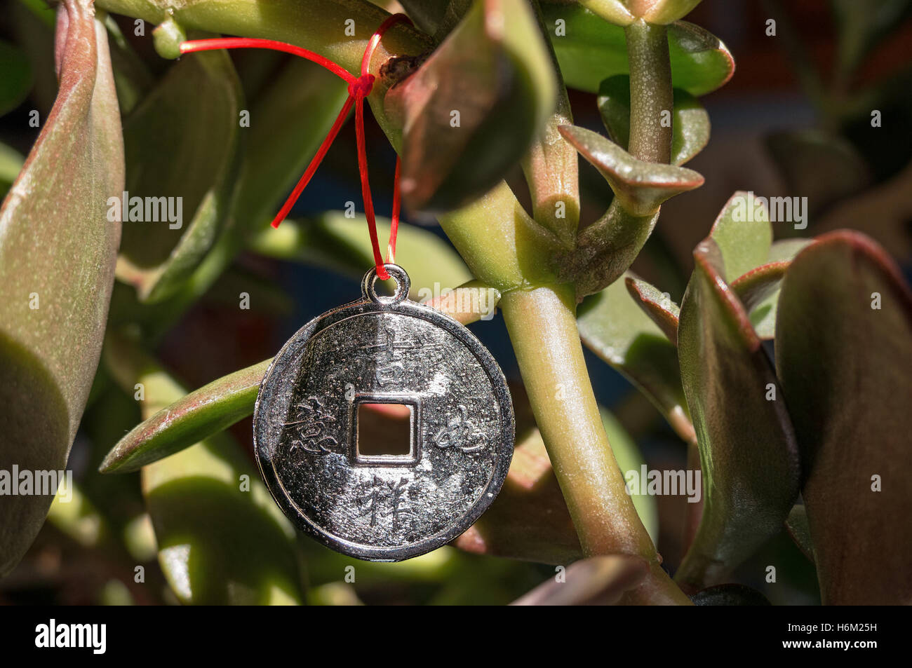 Happy chinese coin hanging on a Money Tree as a symbol of wealth growth ...