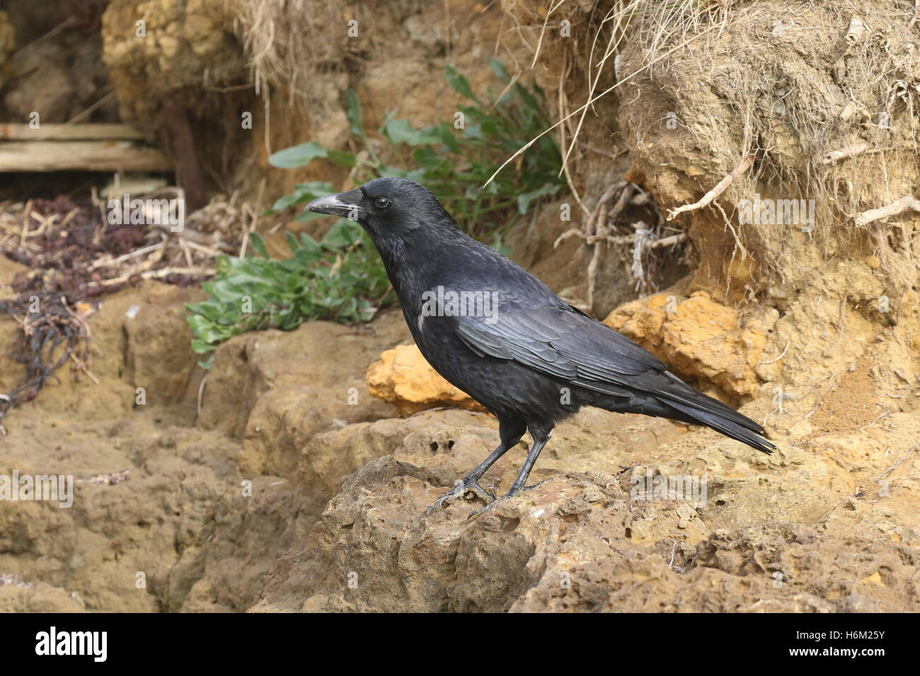 Crow edge hi-res stock photography and images - Alamy