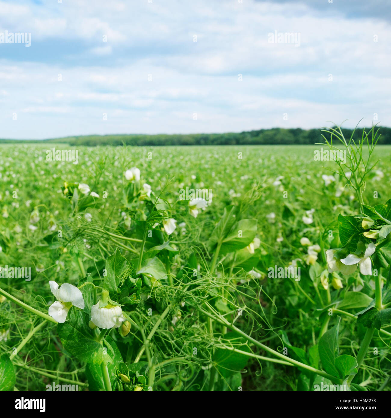 field with flowering peas and blue sky Stock Photo - Alamy