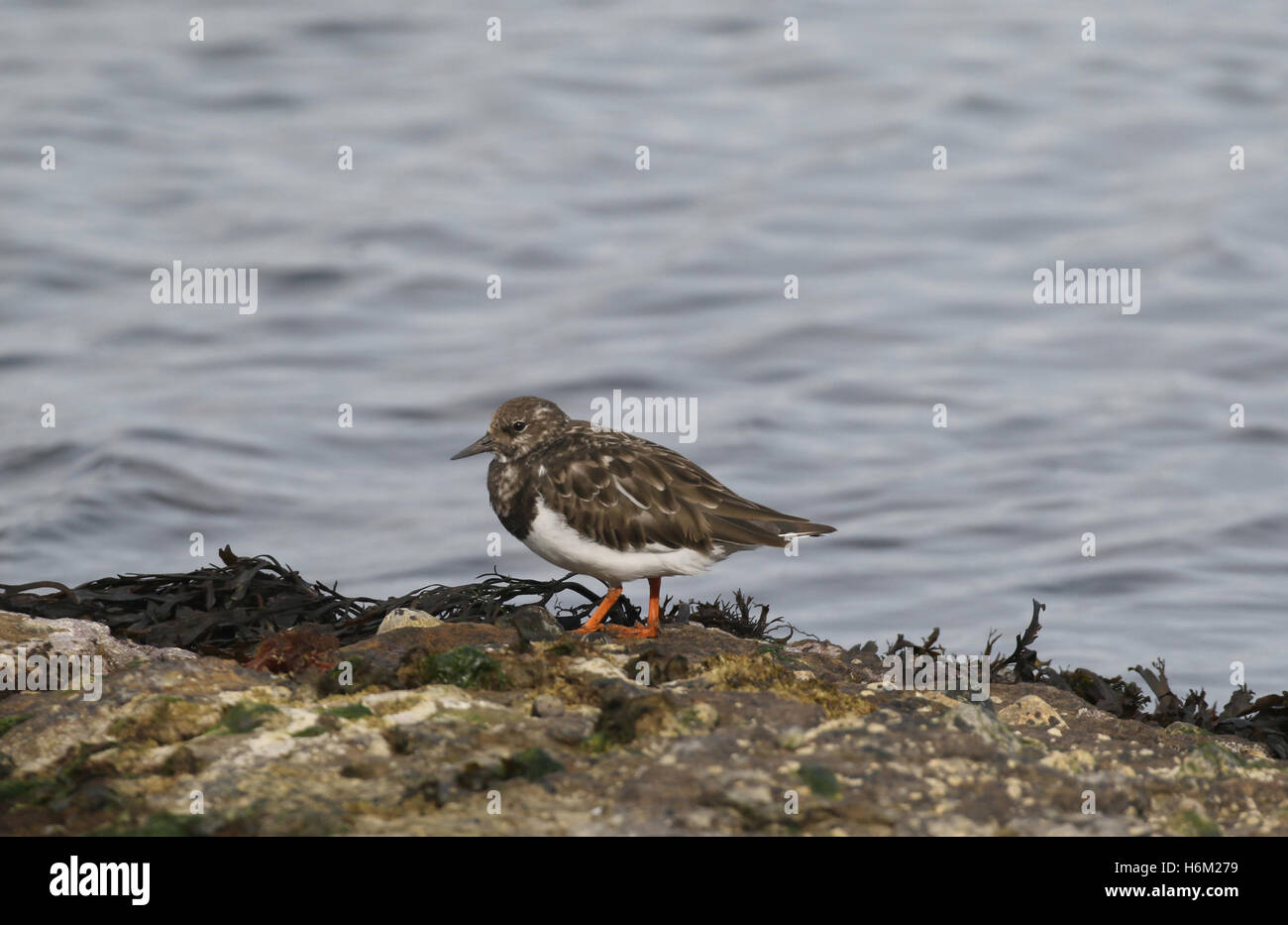 Winter adult turnstone hi-res stock photography and images - Alamy
