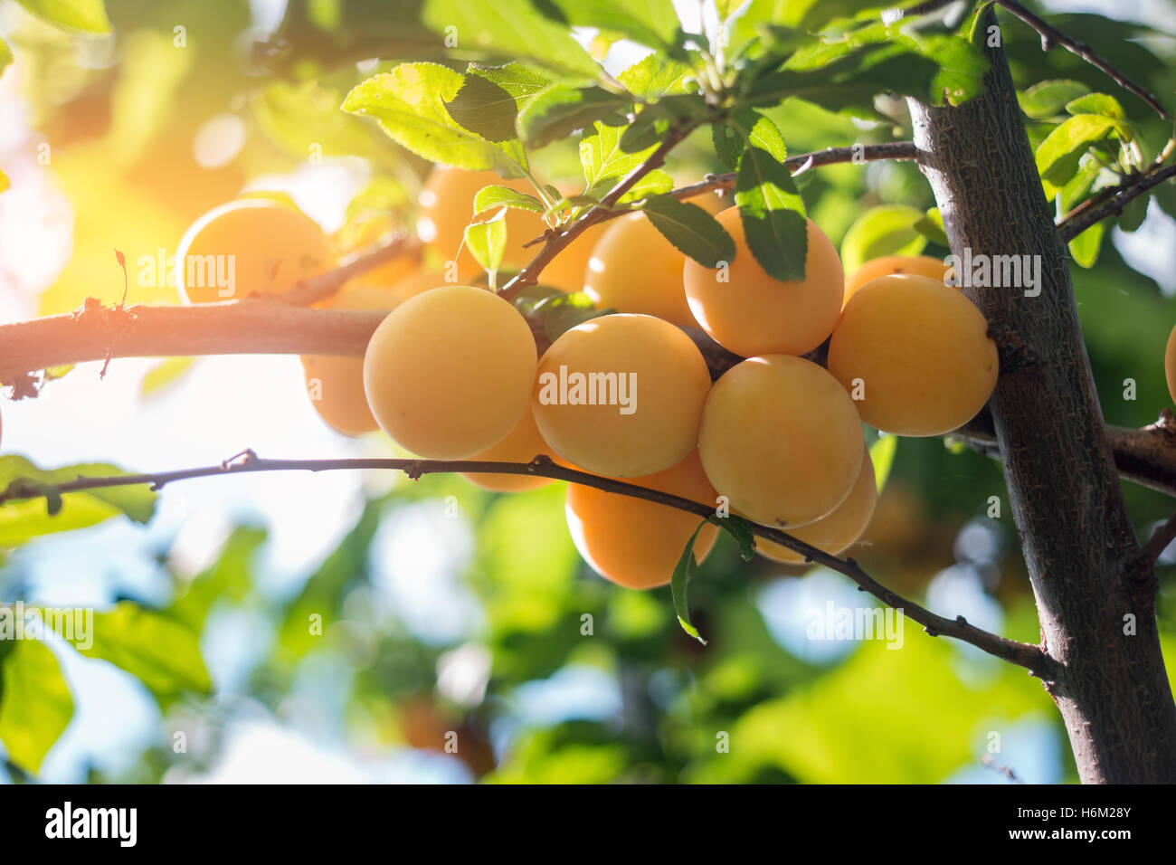 Yellow plums on tree branch Stock Photo - Alamy
