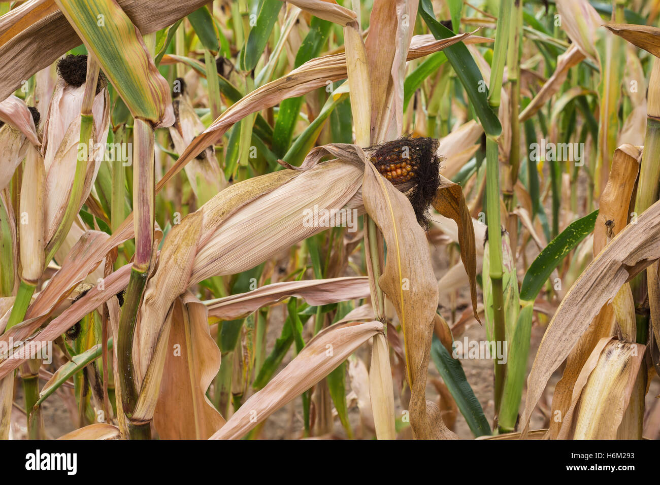 Maize on a stalk Stock Photo - Alamy