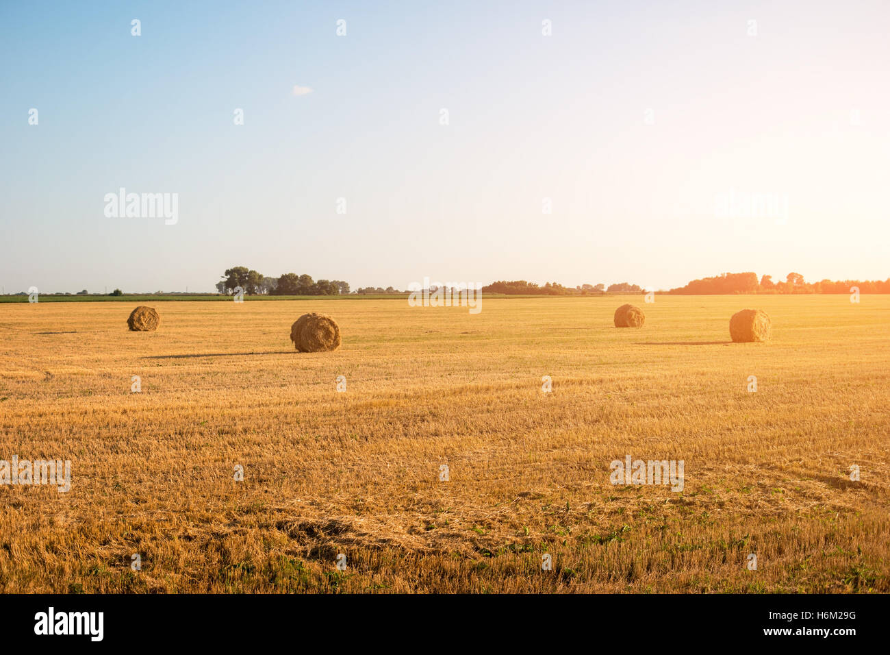 Yellow mown field Stock Photo - Alamy
