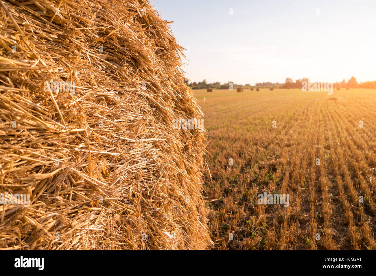 Haystack on the field Stock Photo - Alamy