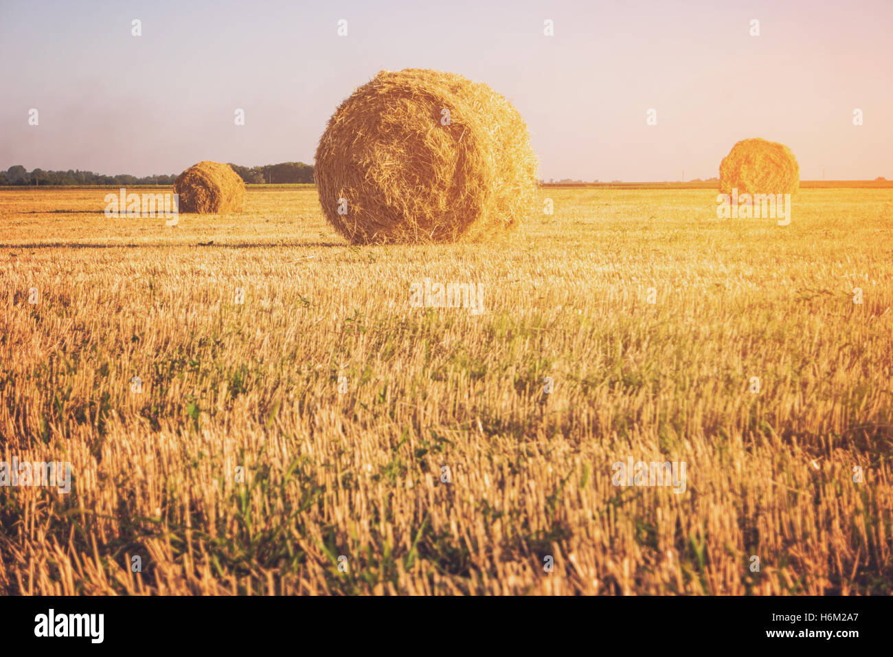 Field with bales of straw Stock Photo - Alamy