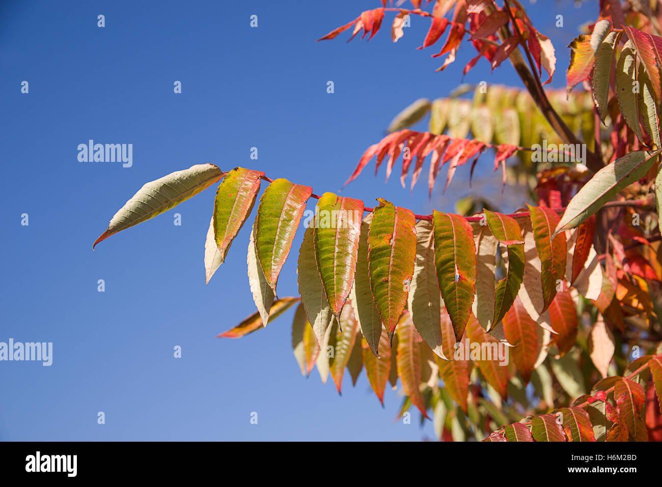 Very bright leaves hi-res stock photography and images - Alamy
