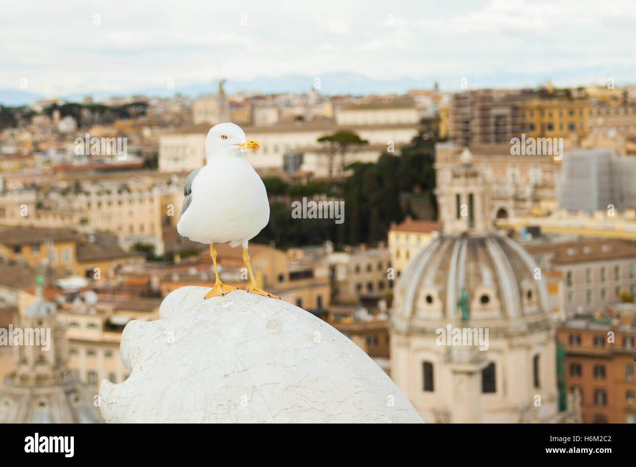 Bird in Rome city Stock Photo - Alamy