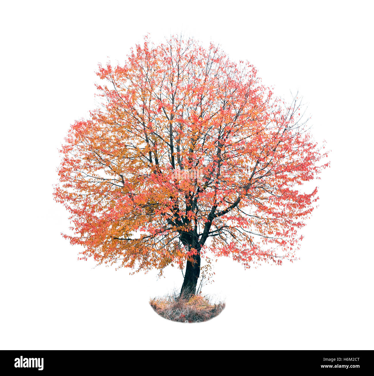 autumn red tree with white background and meadow Stock Photo - Alamy