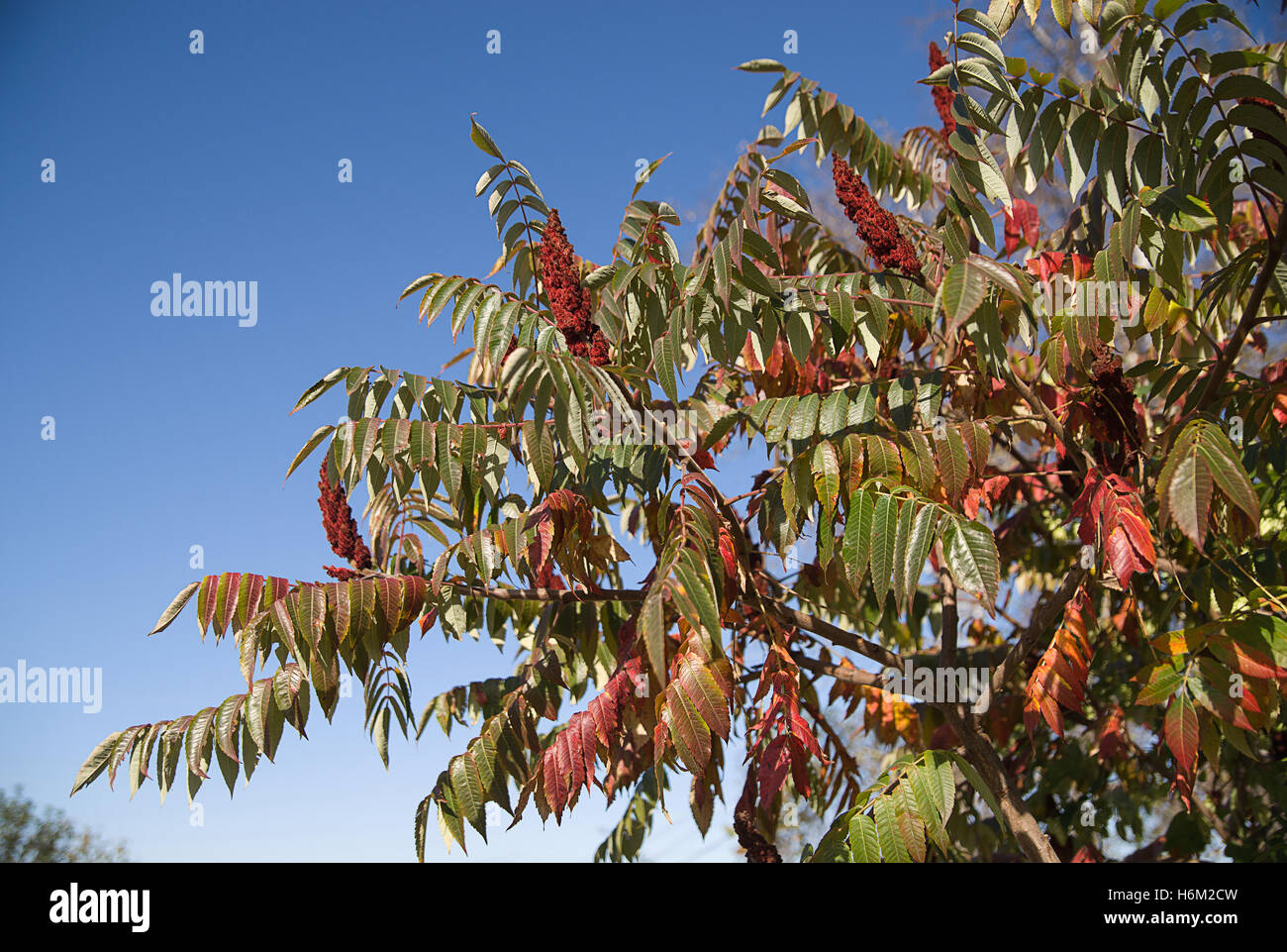 Very bright leaves hi-res stock photography and images - Alamy