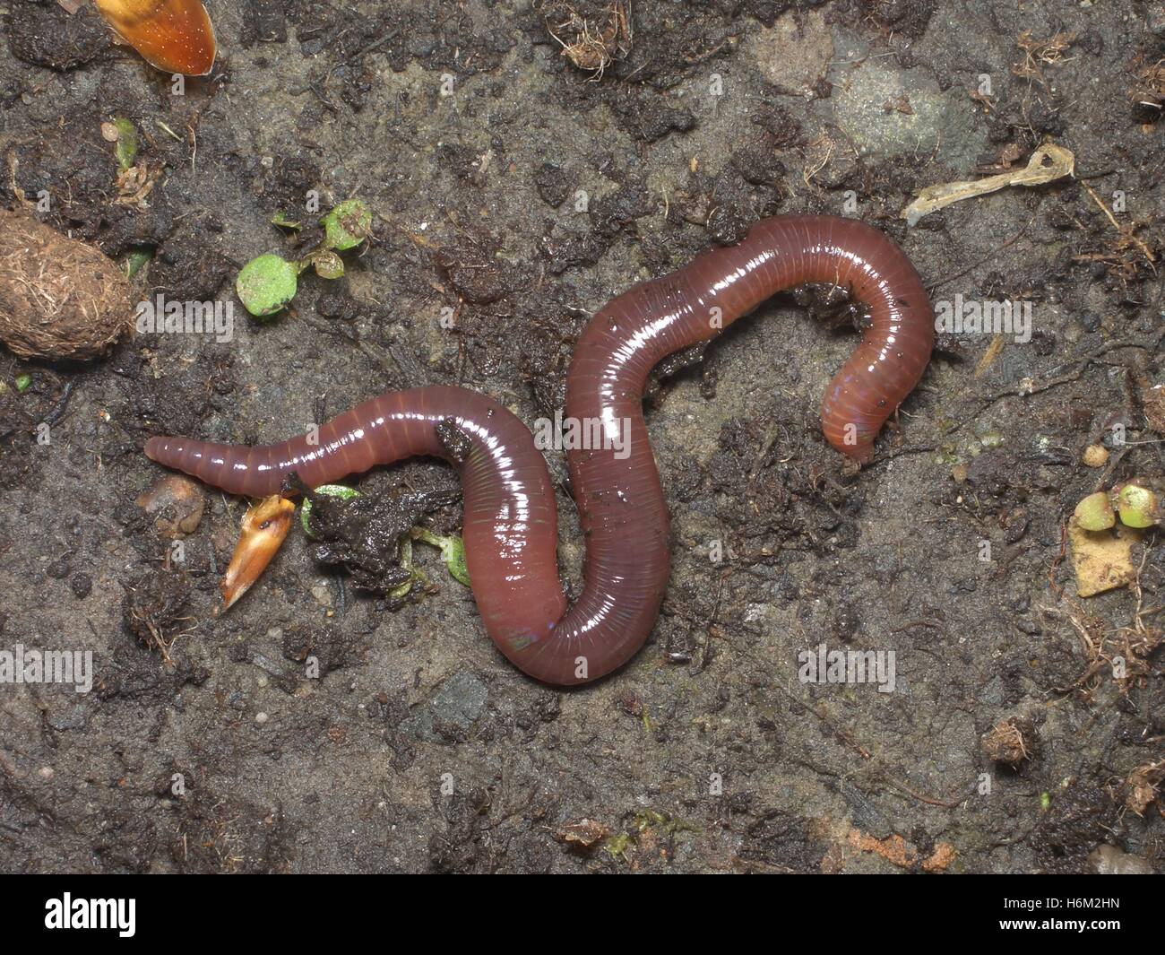 Compost rain worm hi-res stock photography and images - Alamy