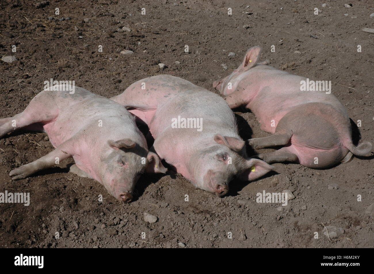 Home for pigs hi-res stock photography and images - Alamy