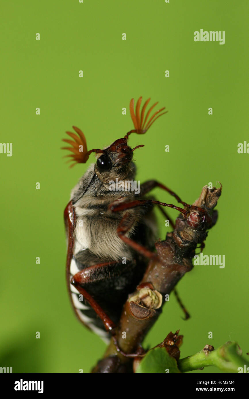 Oak spiders hi-res stock photography and images - Alamy
