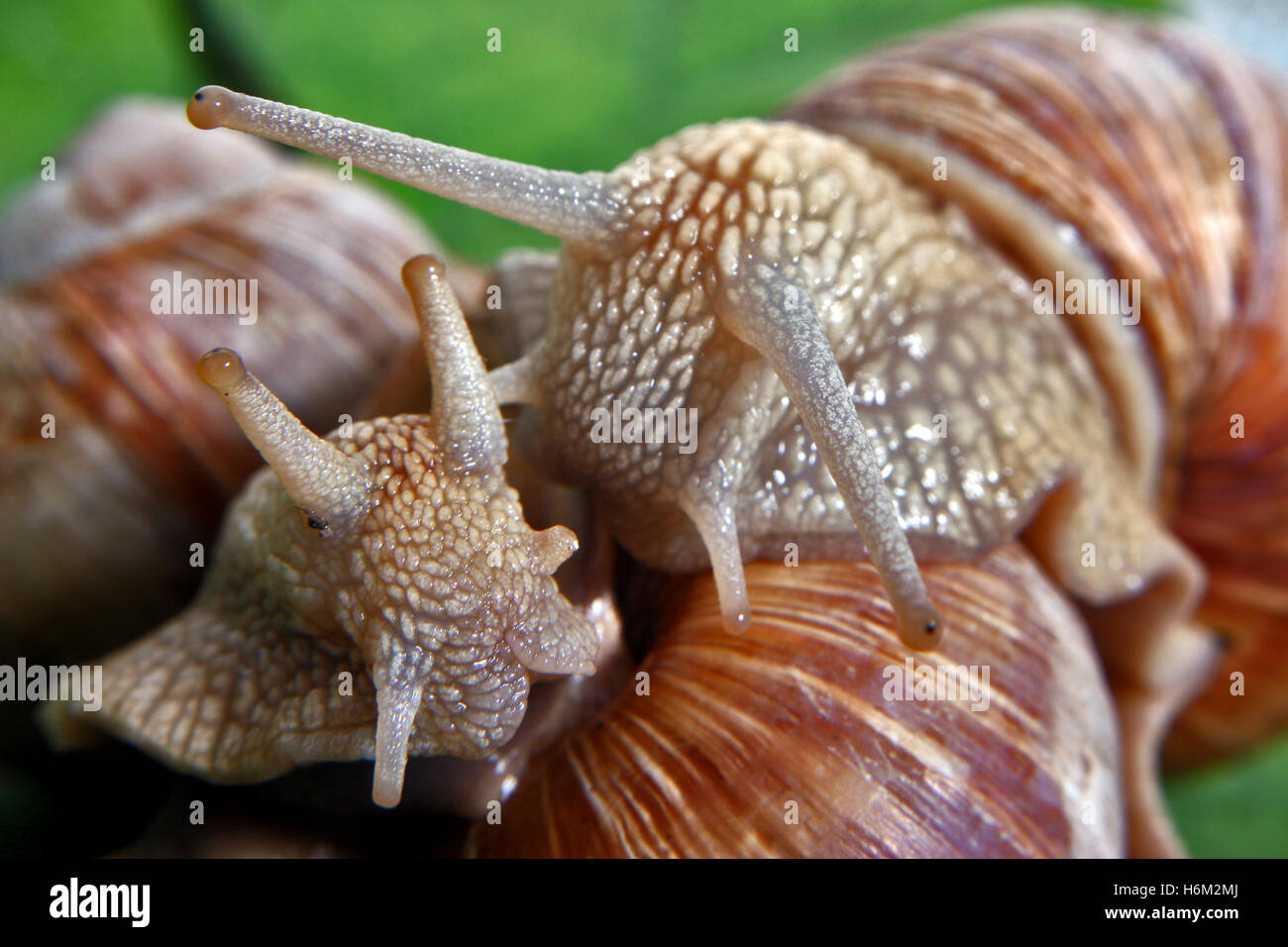 slugs in love Stock Photo - Alamy
