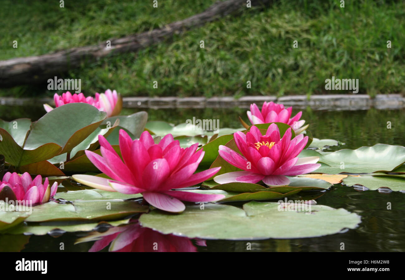 Water lilies plants hi-res stock photography and images - Alamy