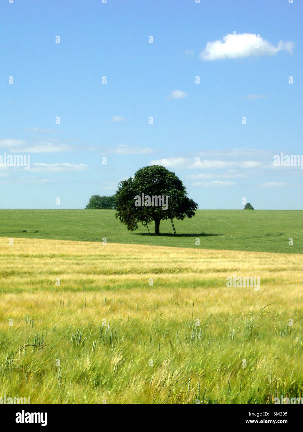 tree with ladder in a grain field Stock Photo - Alamy