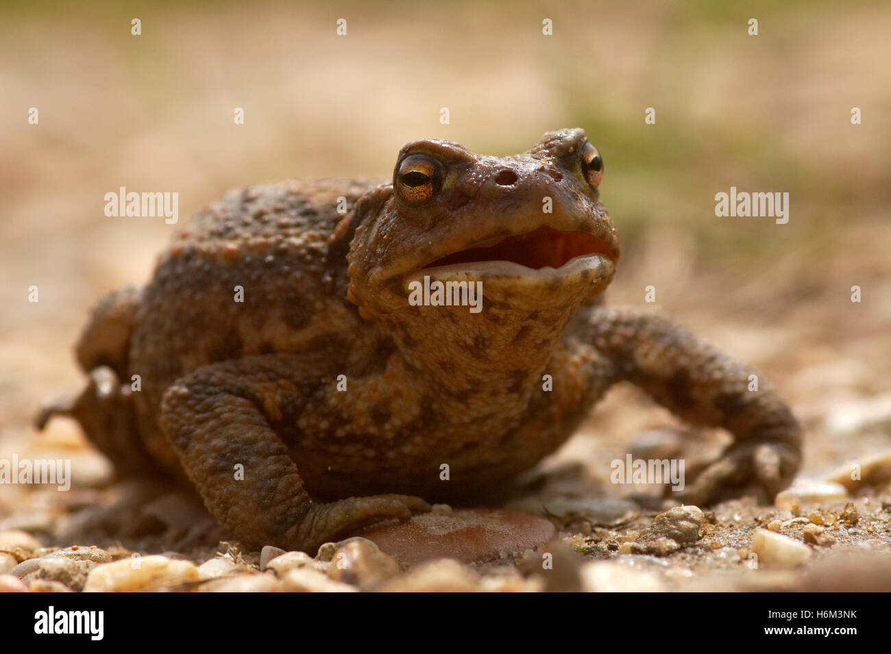Common toad conservation hi-res stock photography and images - Alamy