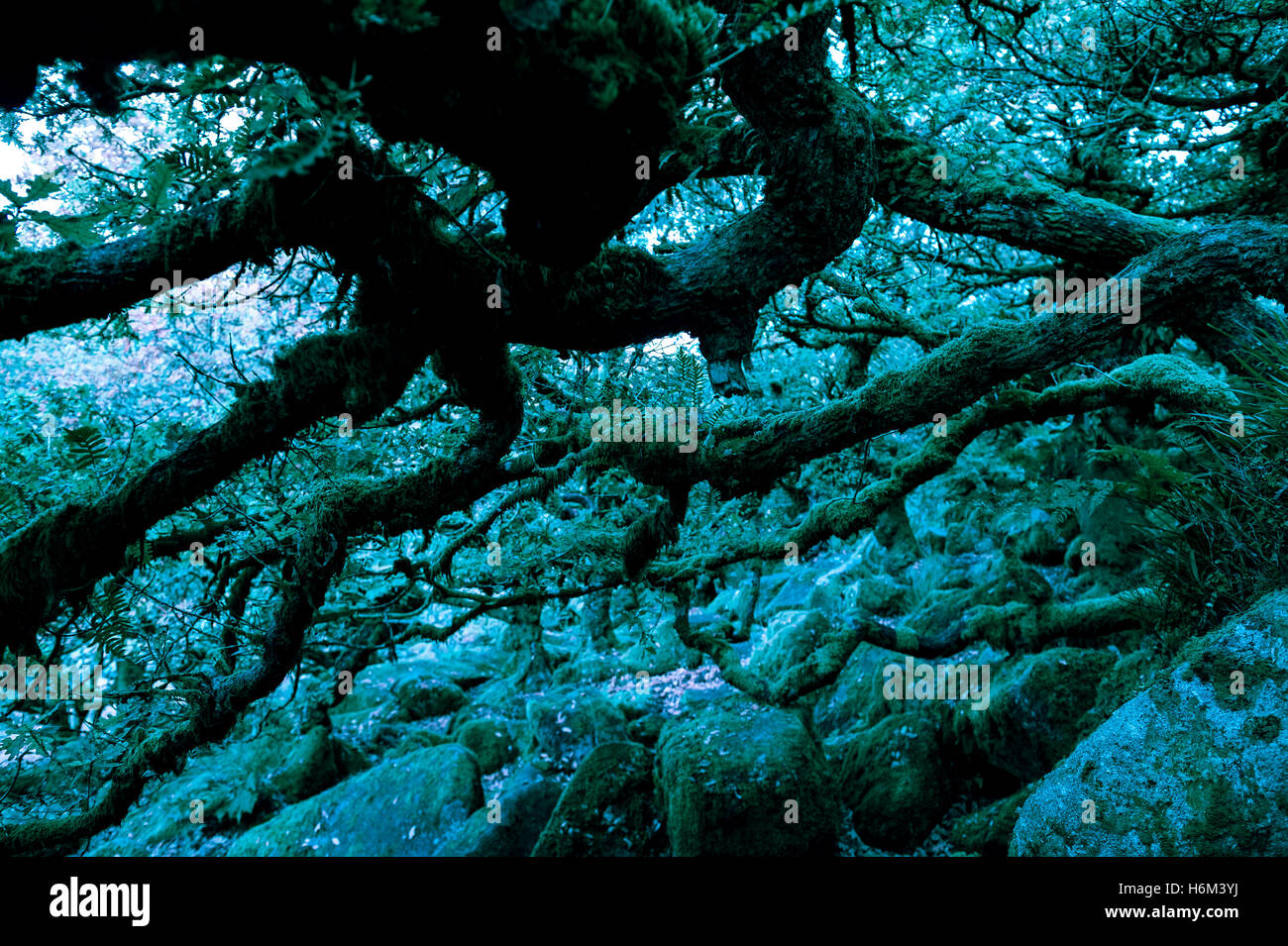 Spooky forest background with gnarled, moss-covered tree trunks and ...