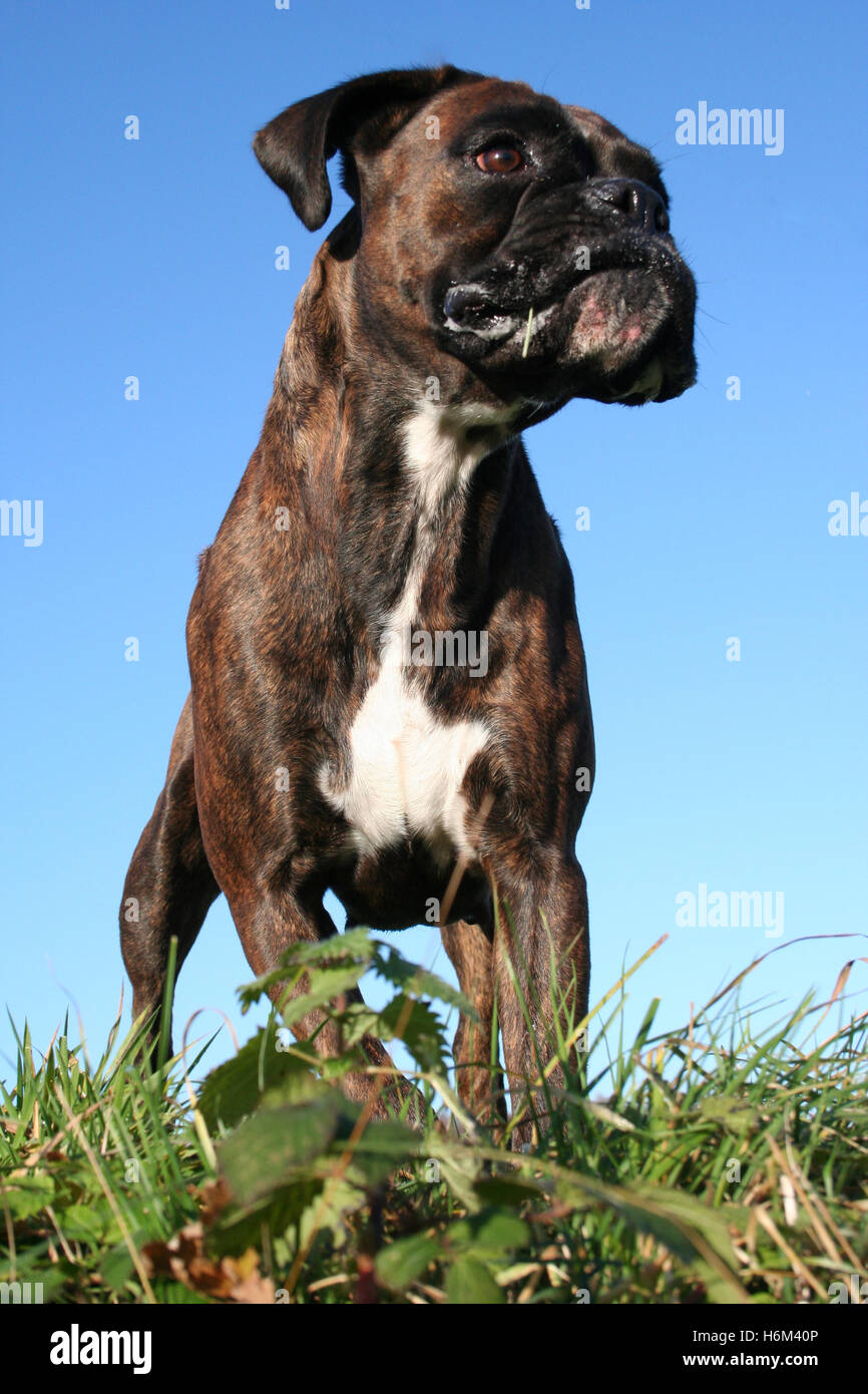Meadow from worms eye view hi-res stock photography and images - Alamy