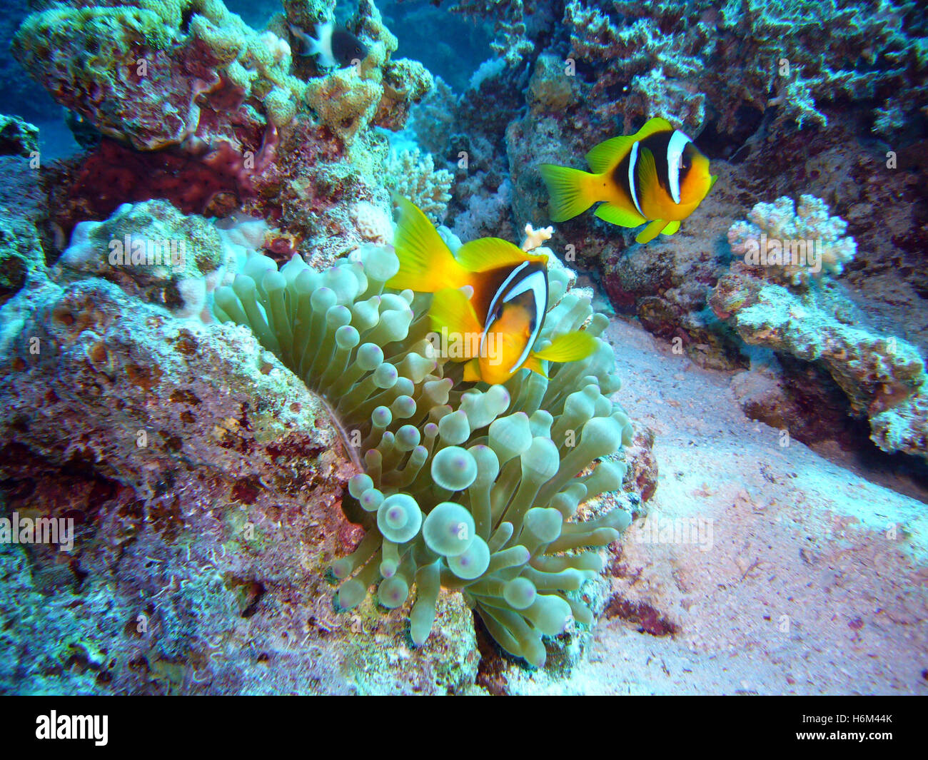 Underwater protection hi-res stock photography and images - Alamy