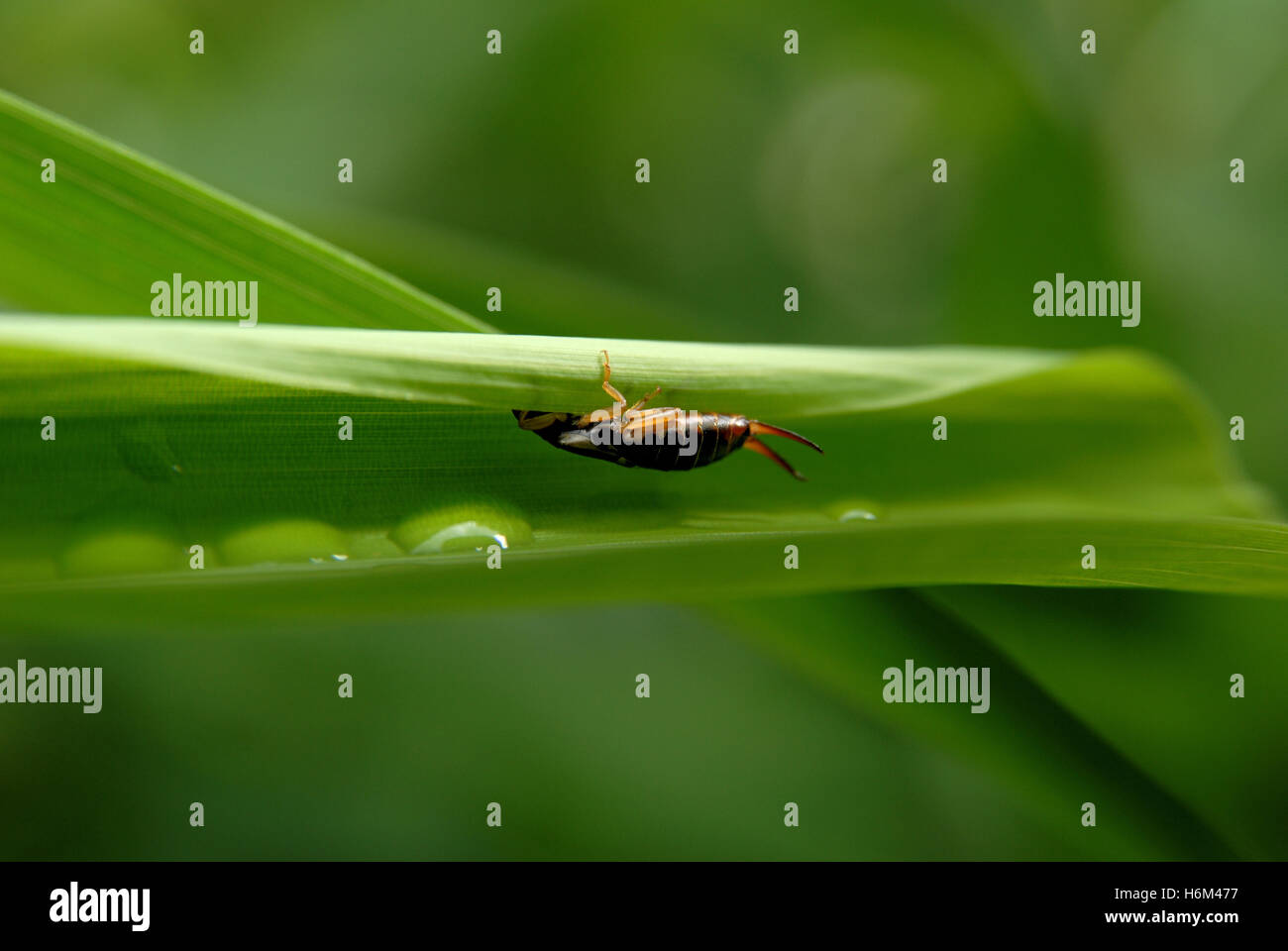 Ohrenkneifer hi-res stock photography and images - Alamy