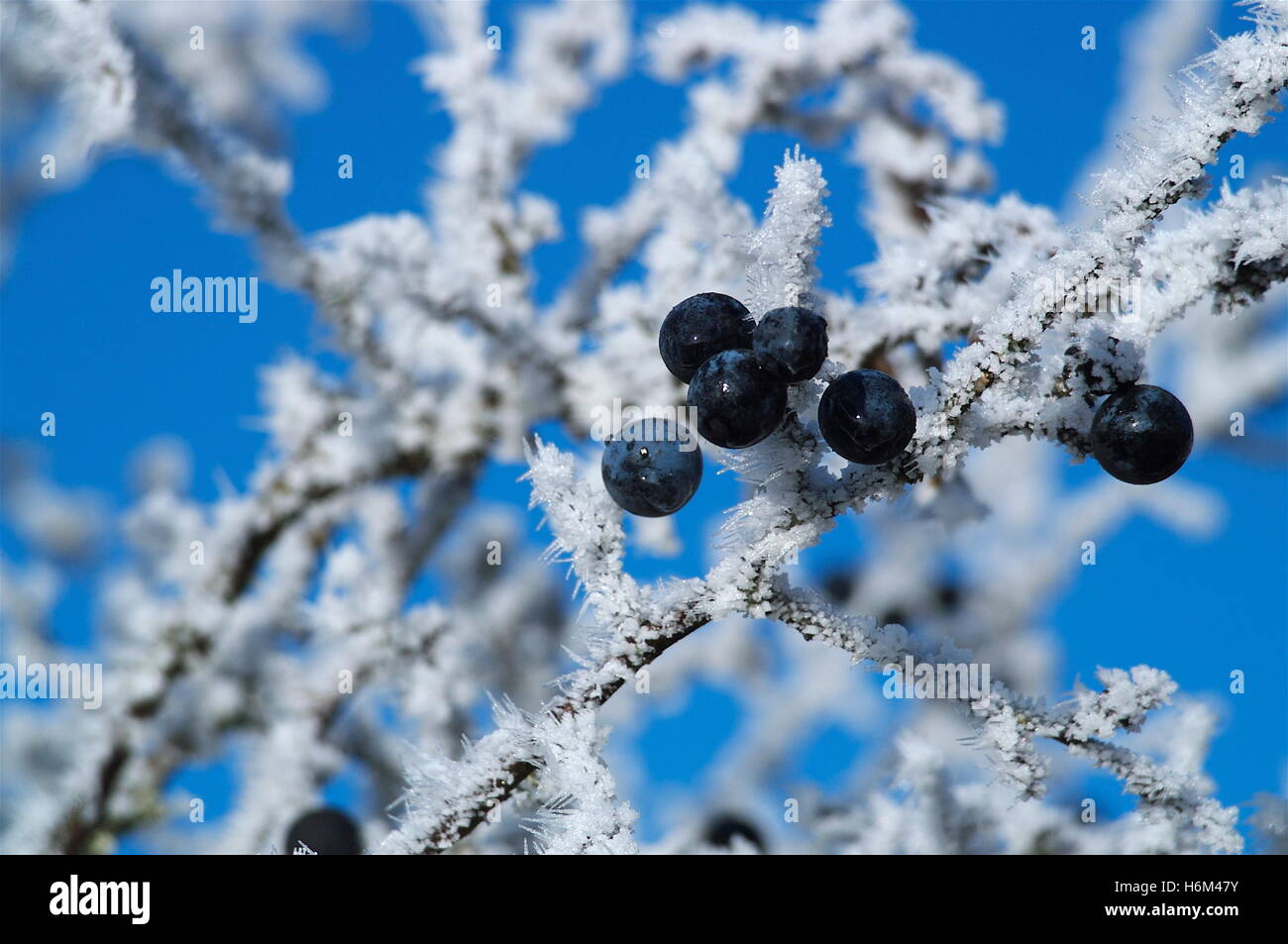 sloes in frost Stock Photo - Alamy