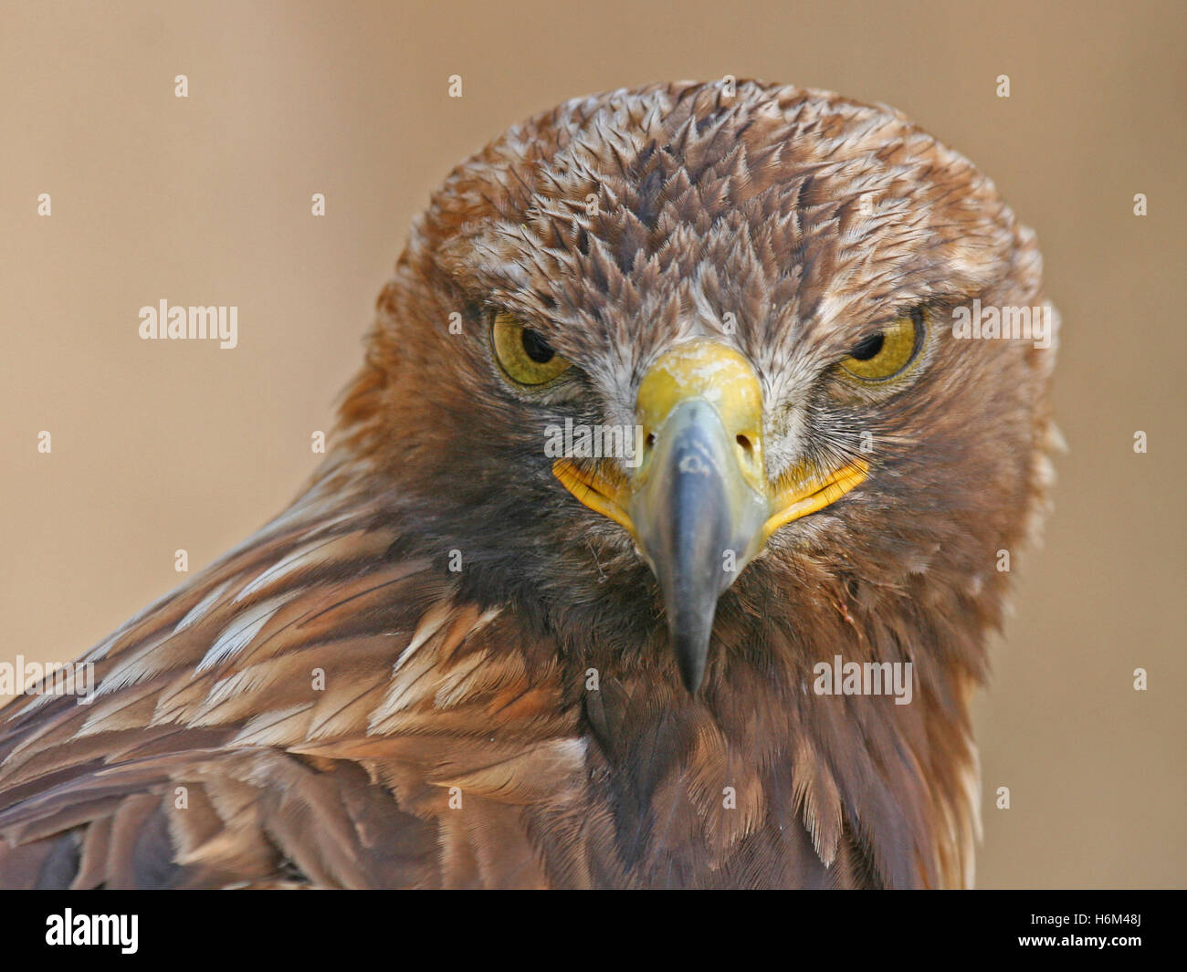 Fly birds eye view hi-res stock photography and images - Alamy