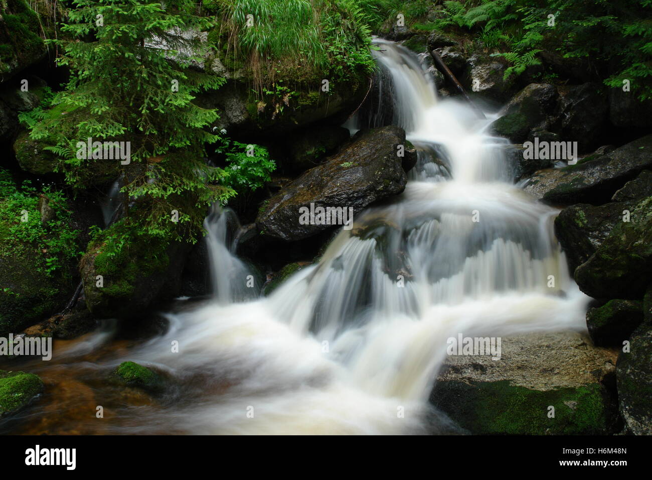Märchenwald hi-res stock photography and images - Alamy