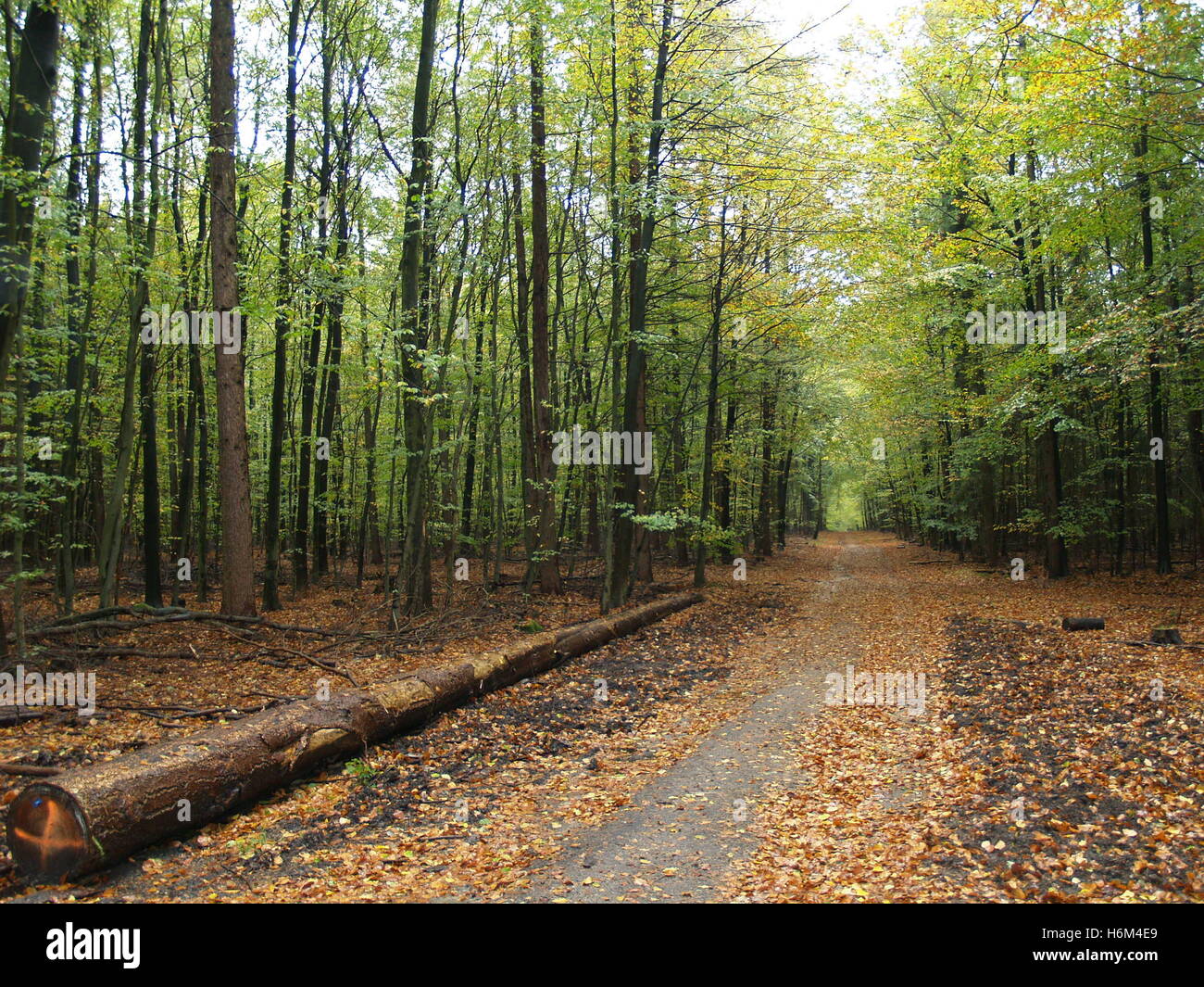 Sachsenwald hi-res stock photography and images - Alamy